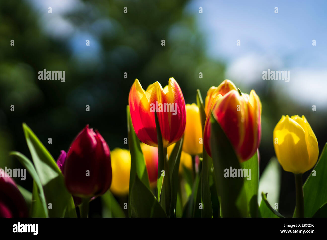 Bright coloured tulips taken in Spring Stock Photo - Alamy