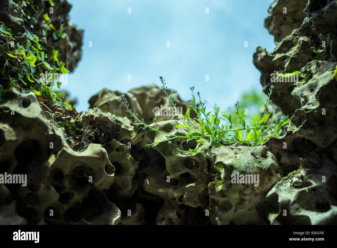 Cave flower hi-res stock photography and images - Alamy