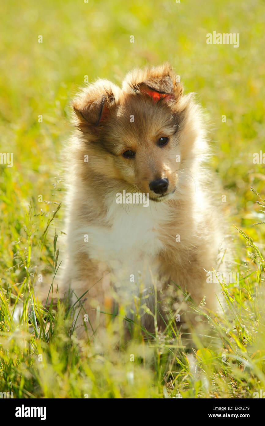 Sheltie back view hi-res stock photography and images - Alamy