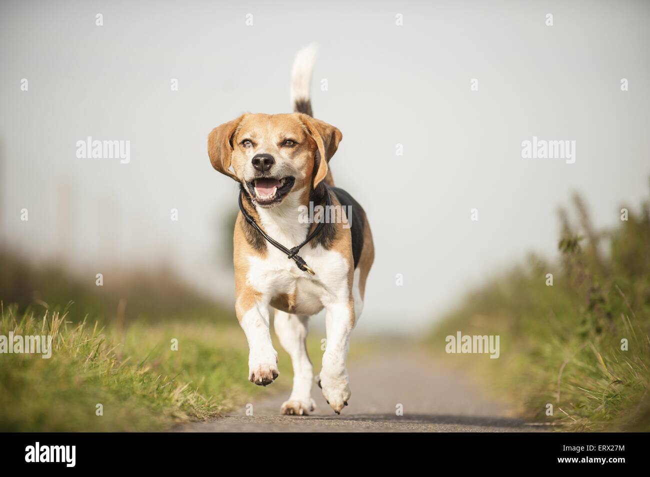 Running Beagle Wallpaper