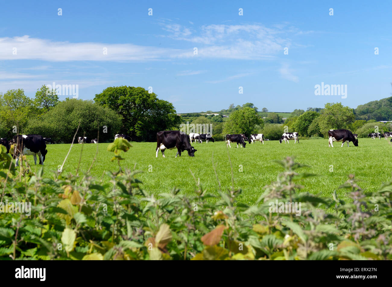 South wales cowbridge farm hi-res stock photography and images - Alamy