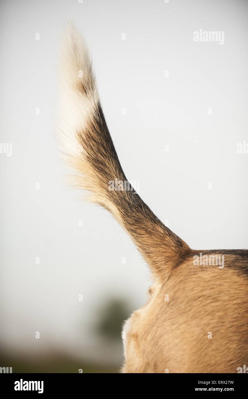 Dog tails up hi-res stock photography and images - Alamy