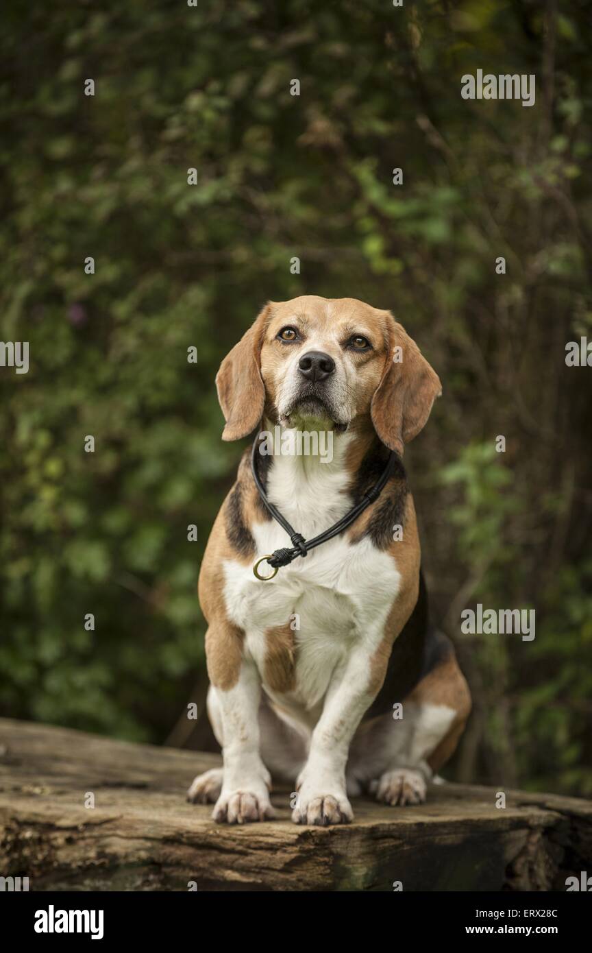 Single sit beagle dog hi-res stock photography and images - Alamy