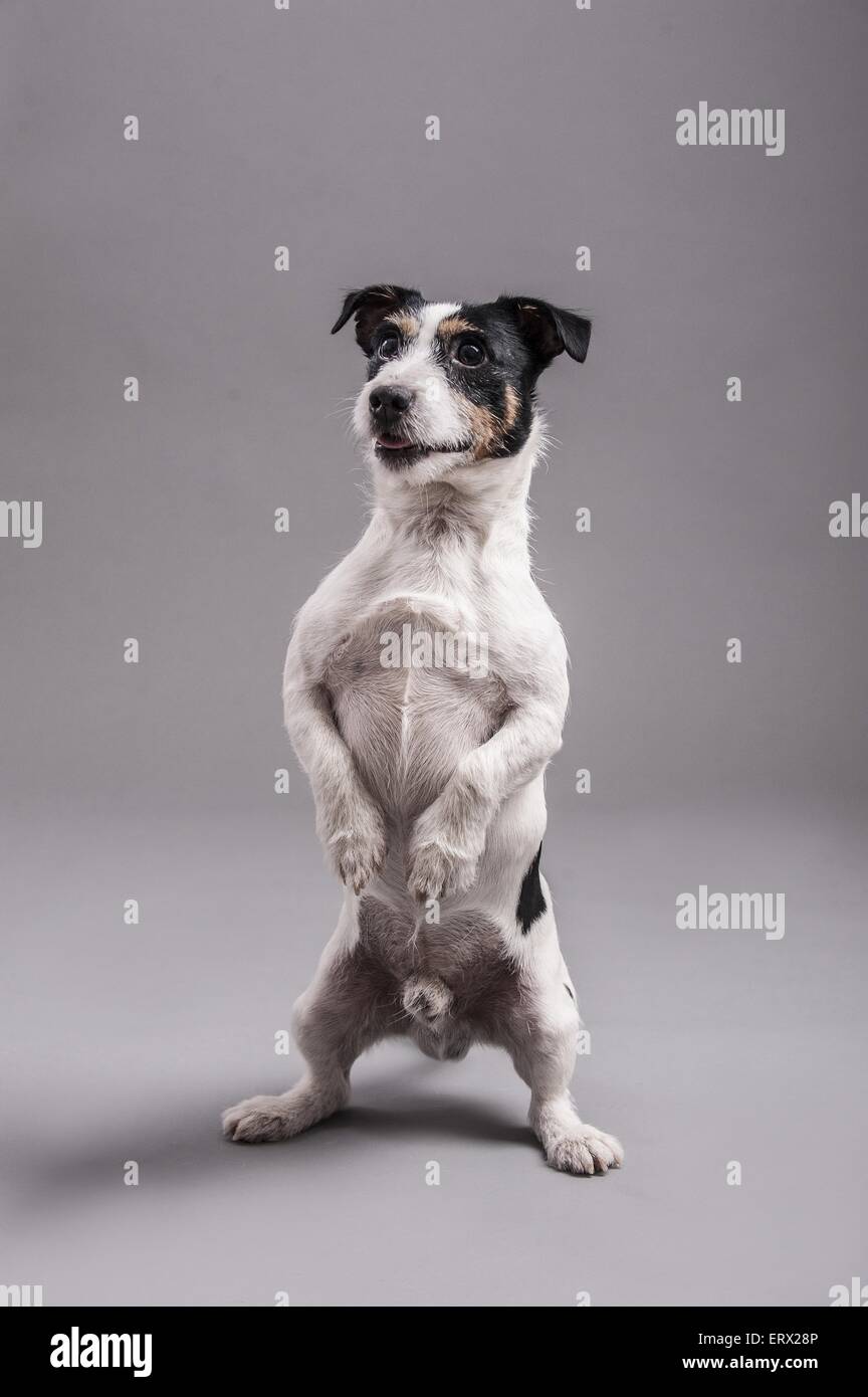 Humor humour begs begging hi-res stock photography and images - Alamy