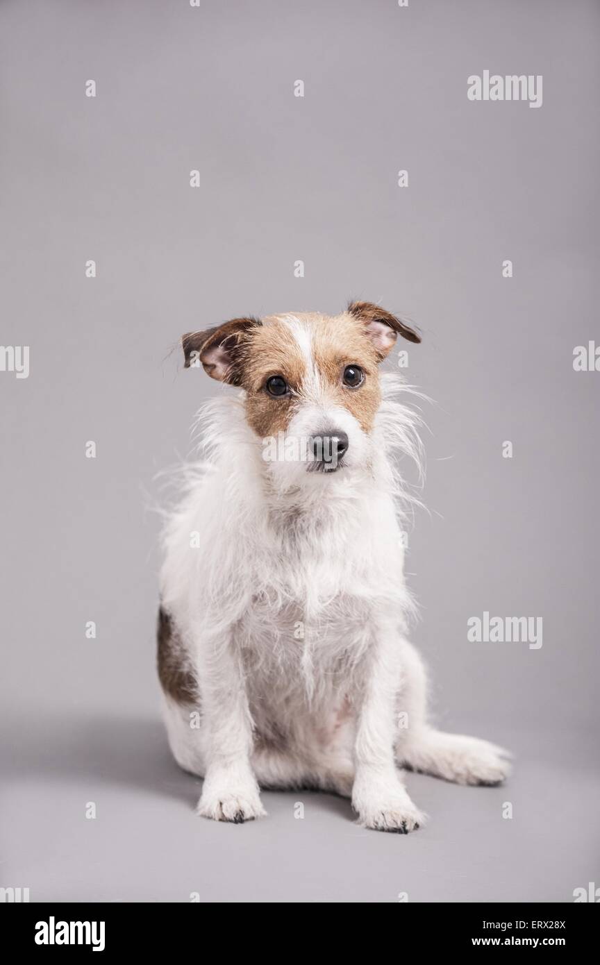 sitting Jack Russell Terrier Stock Photo - Alamy