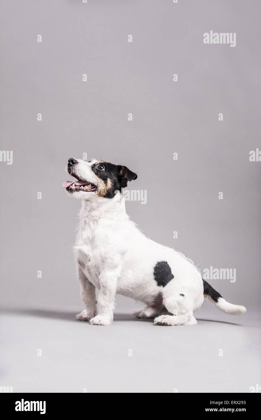 sitting Jack Russell Terrier Stock Photo - Alamy