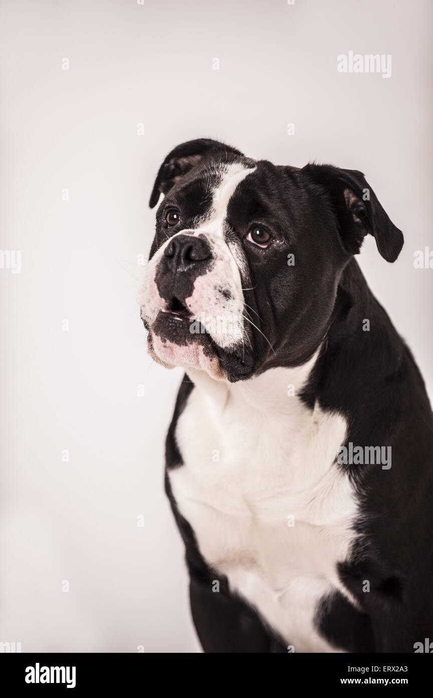 Continental Bulldog Portrait Stock Photo - Alamy