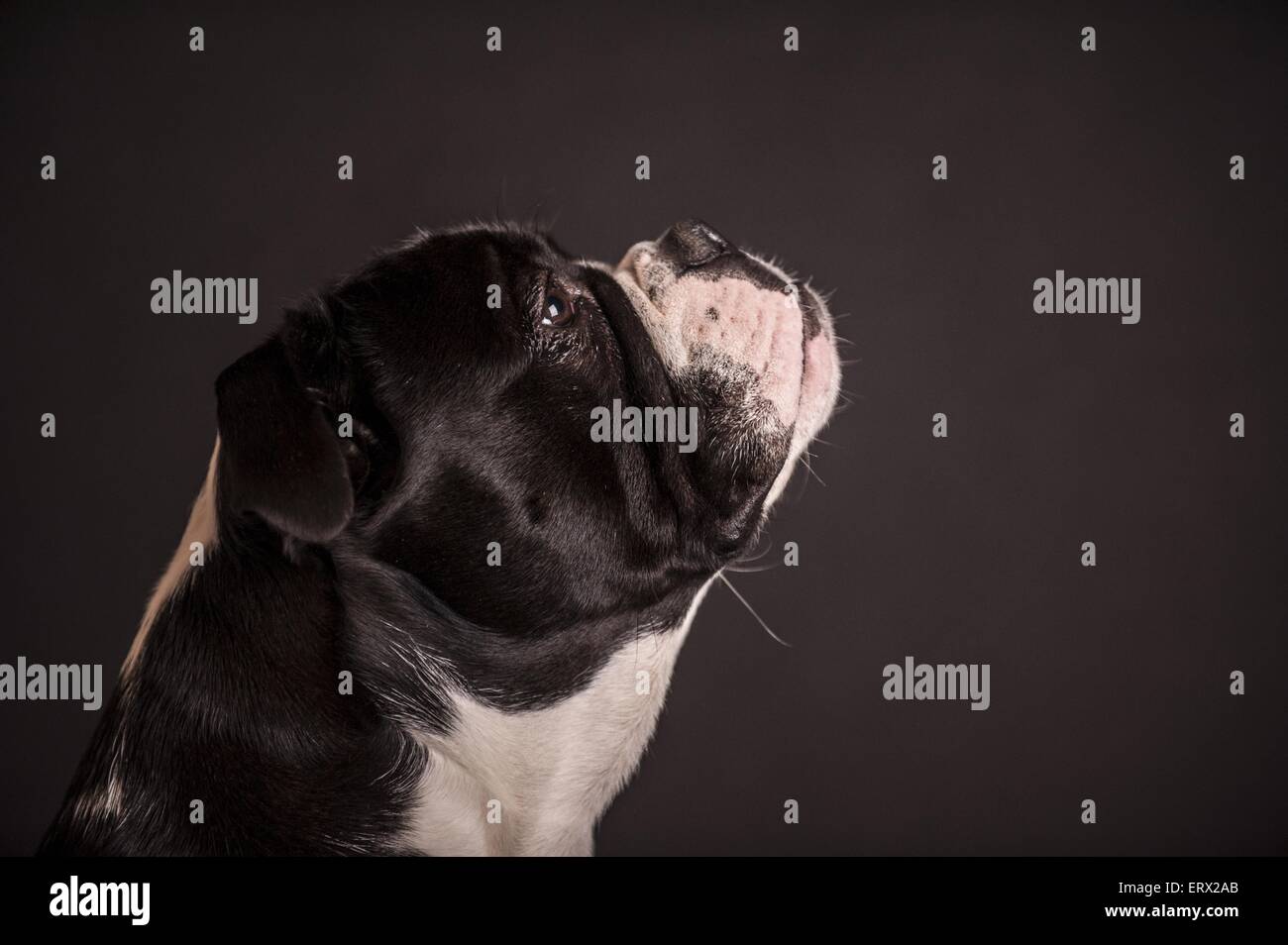 Continental Bulldog Portrait Stock Photo - Alamy