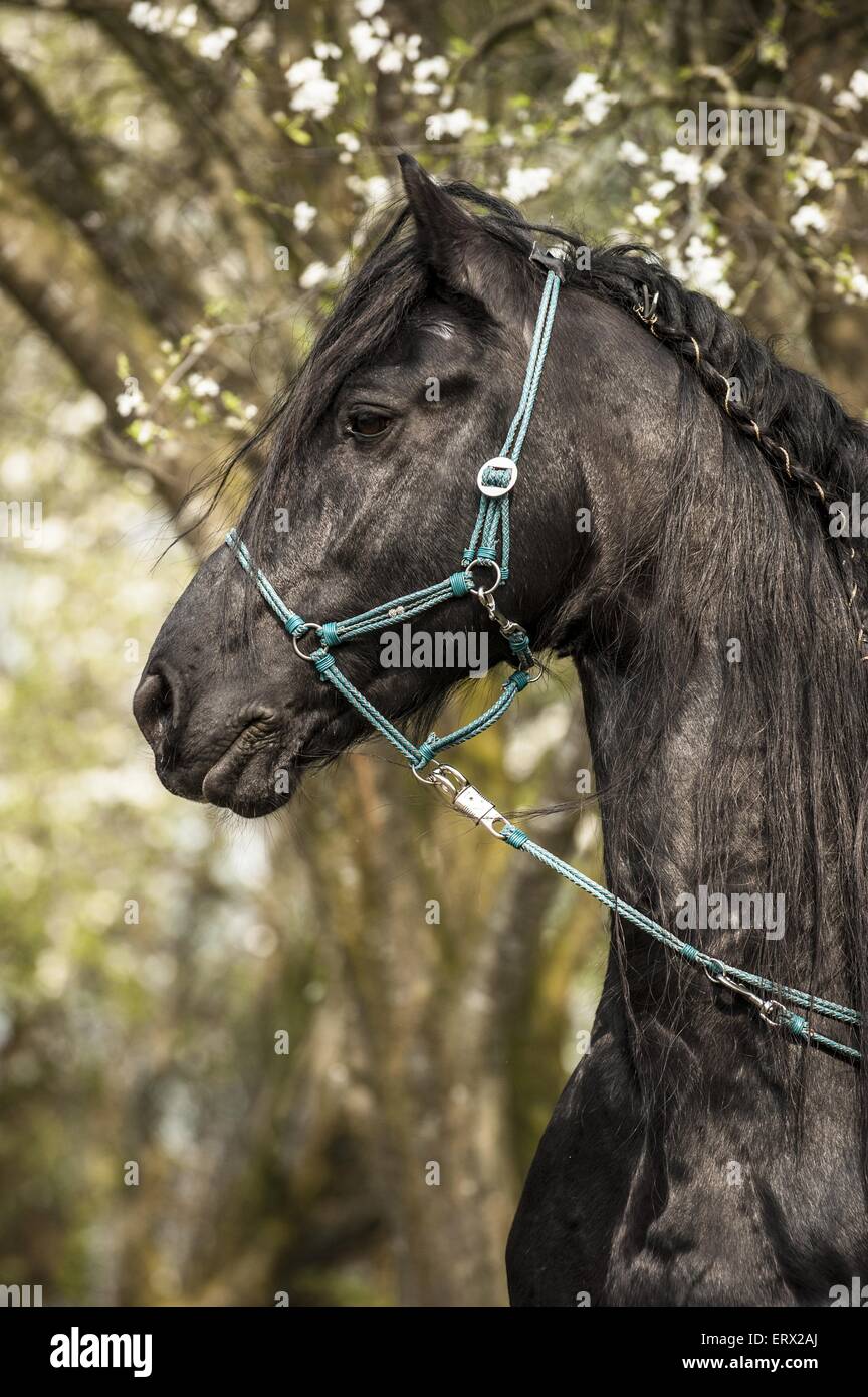 Frisian Horse Portrait Stock Photo - Alamy