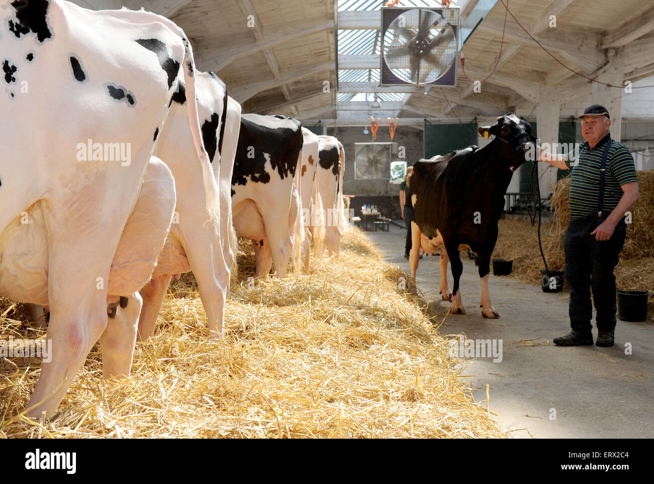 Farmer Heinz Klostermann feeds hay to East Frisian cows after their ...