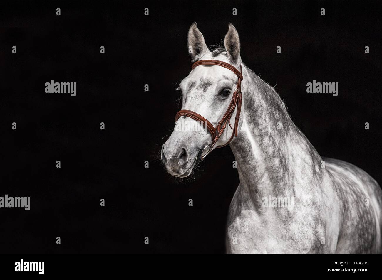 Adult holstein hi-res stock photography and images - Alamy