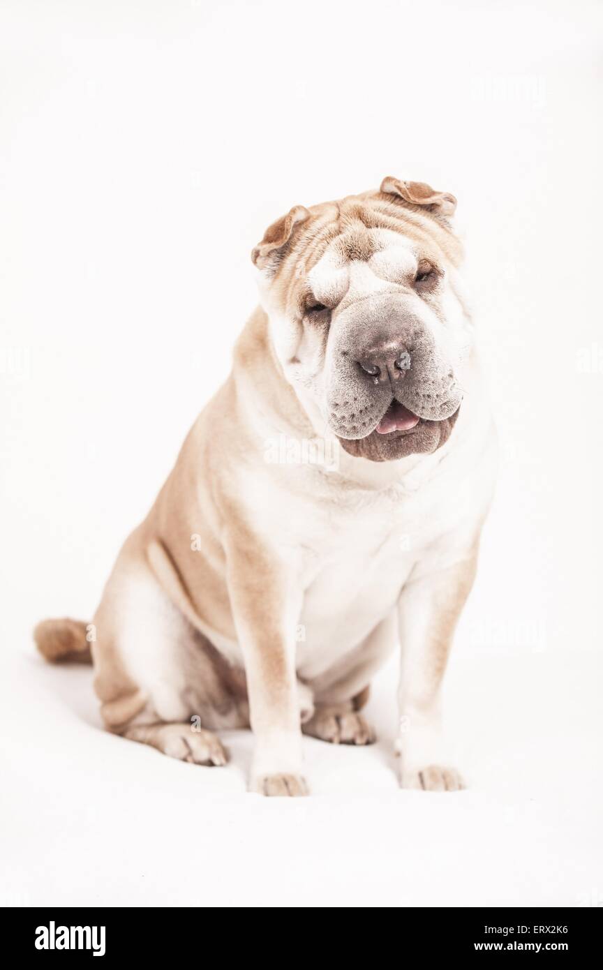 sitting Shar Pei Stock Photo - Alamy