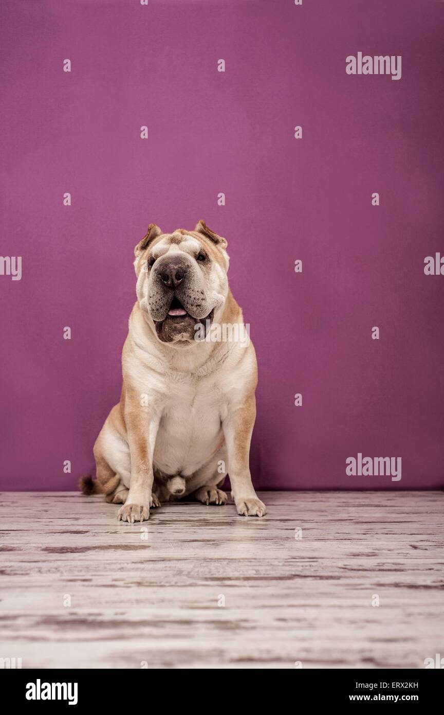 sitting Shar Pei Stock Photo - Alamy
