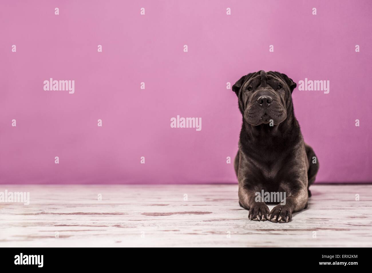 sitting Shar Pei Stock Photo - Alamy