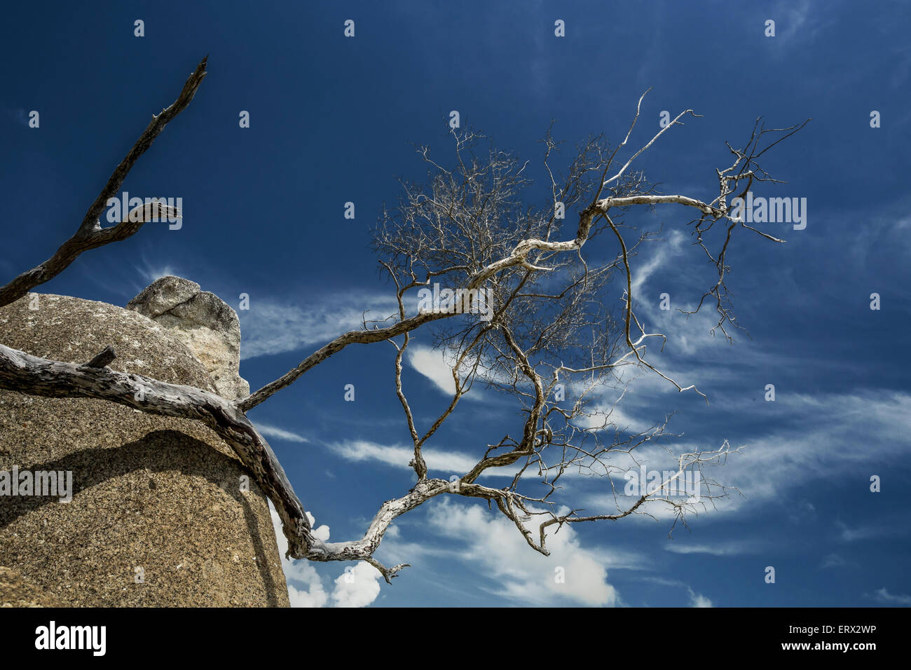 Dead Branch on Stone Stock Photo - Alamy
