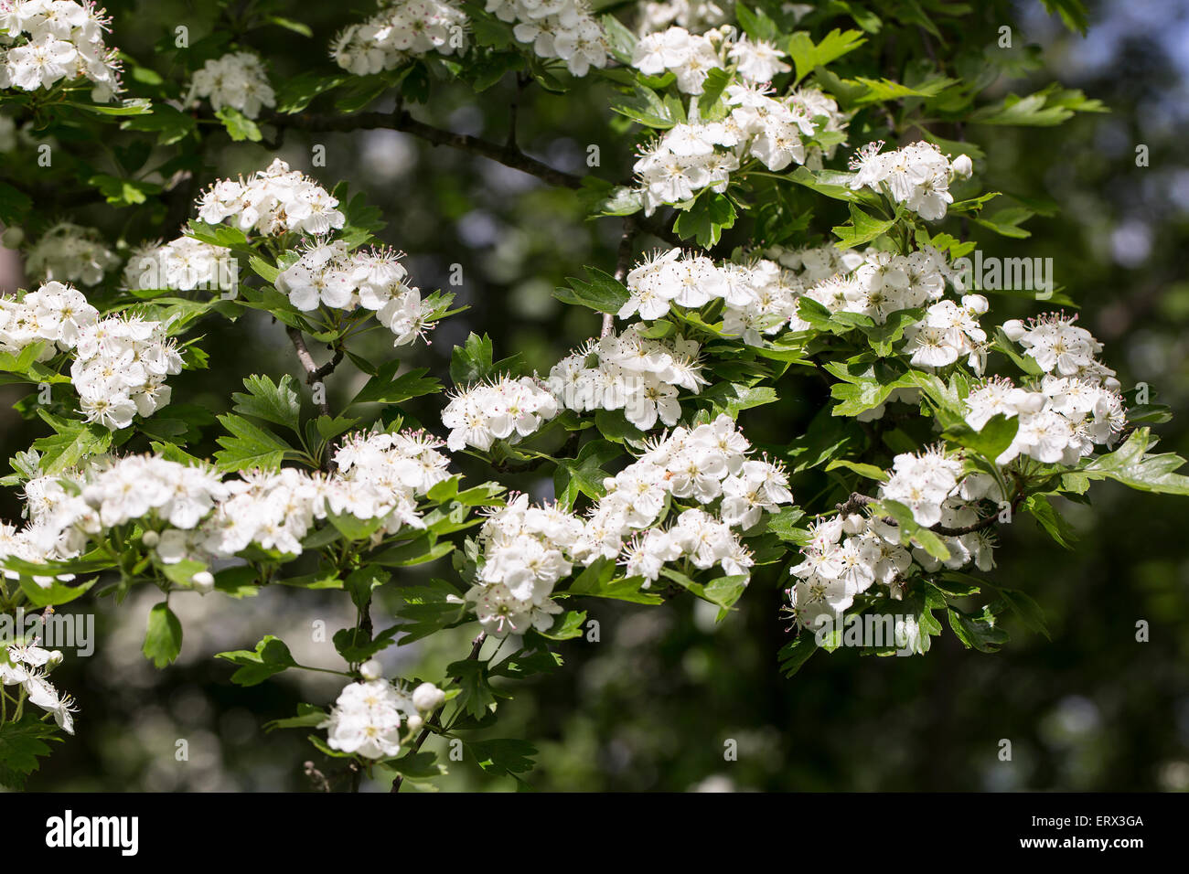 Hawthorn (Crataegus monogyna) in flower Stock Photo - Alamy