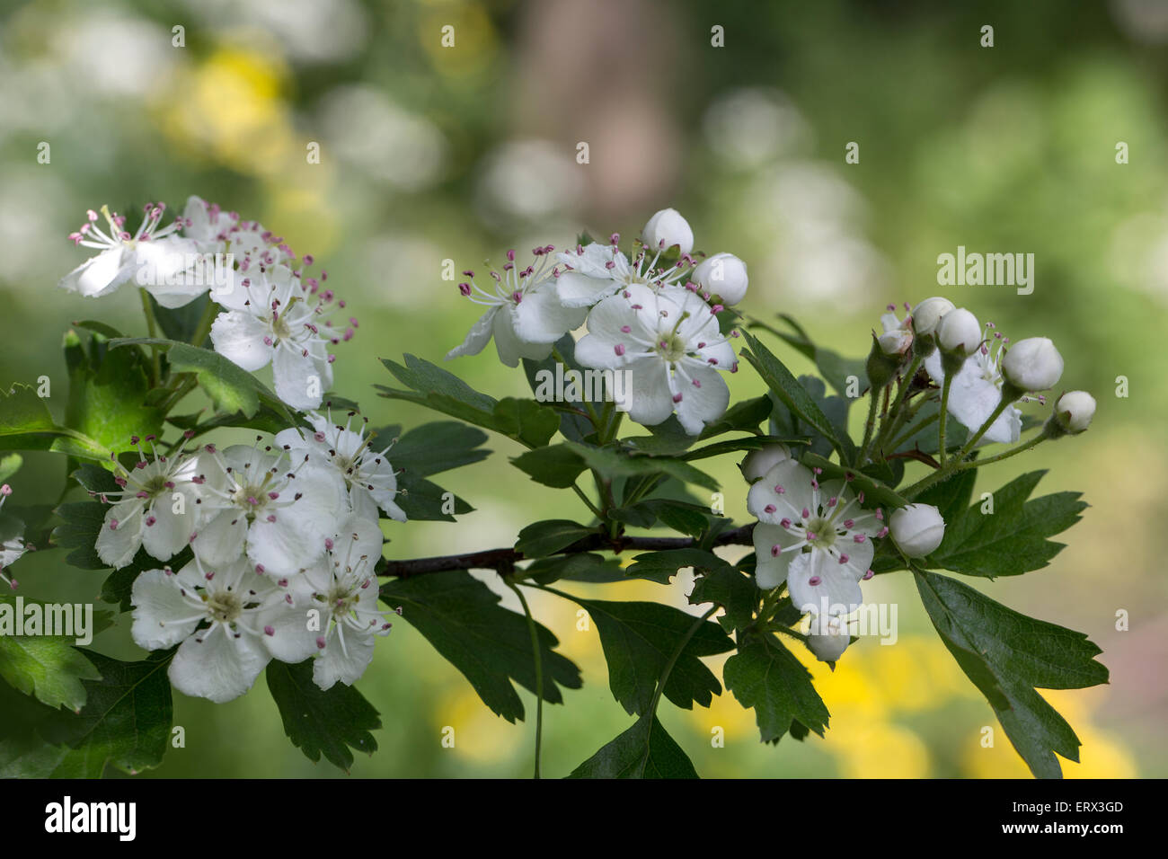 Hawthorn twig hi-res stock photography and images - Alamy