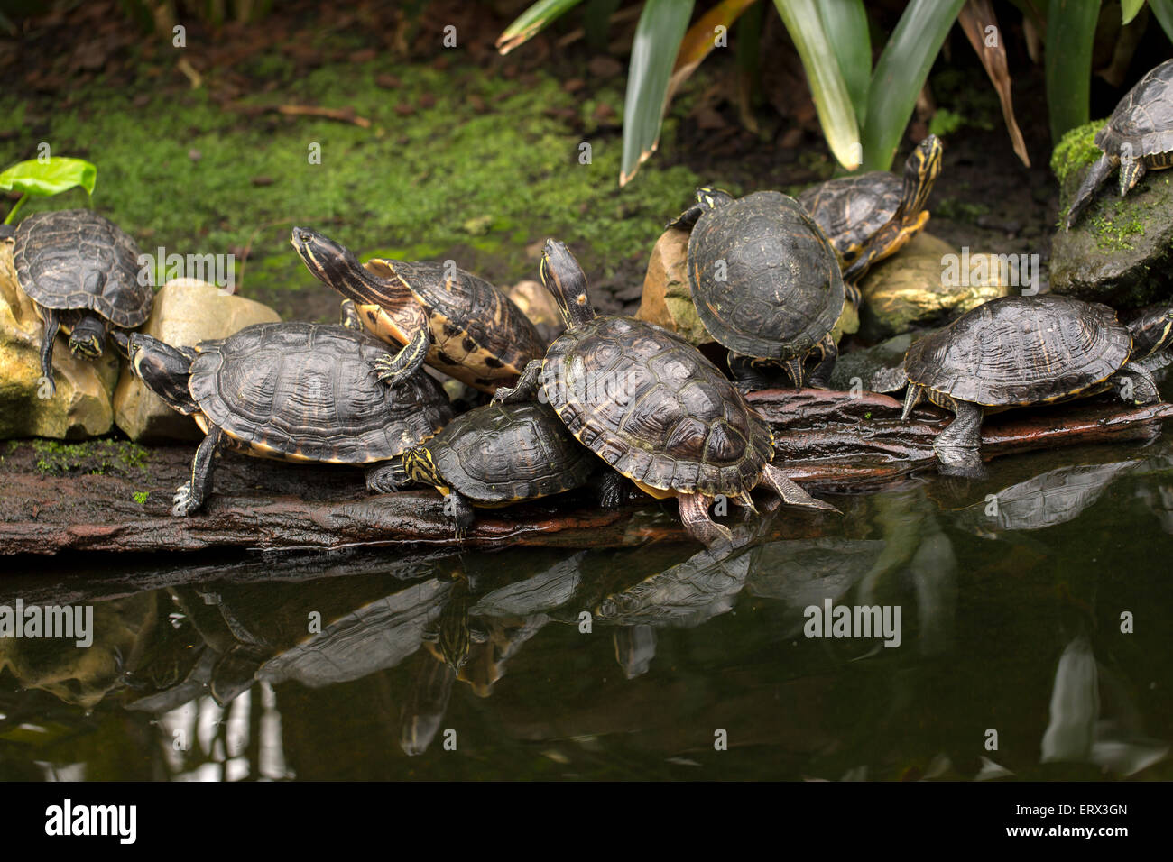 Yellow-bellied sliders (Trachemys scripta scripta Stock Photo - Alamy