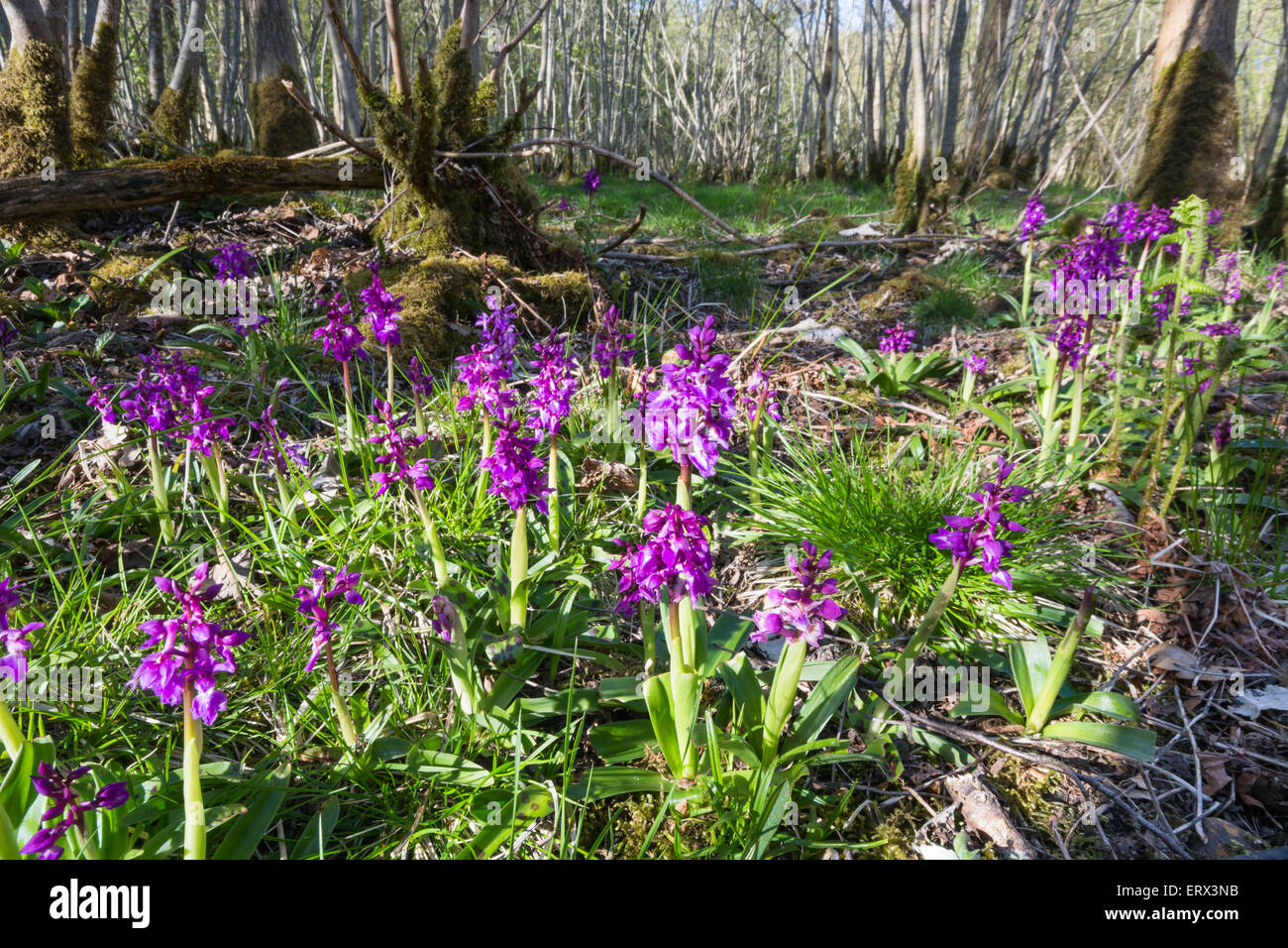 Early Purple Ochid - orchis mascula in woodland Stock Photo - Alamy