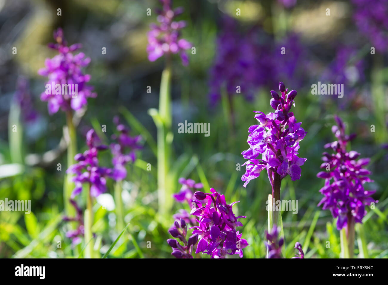 Early Purple Ochid - orchis mascula Stock Photo - Alamy