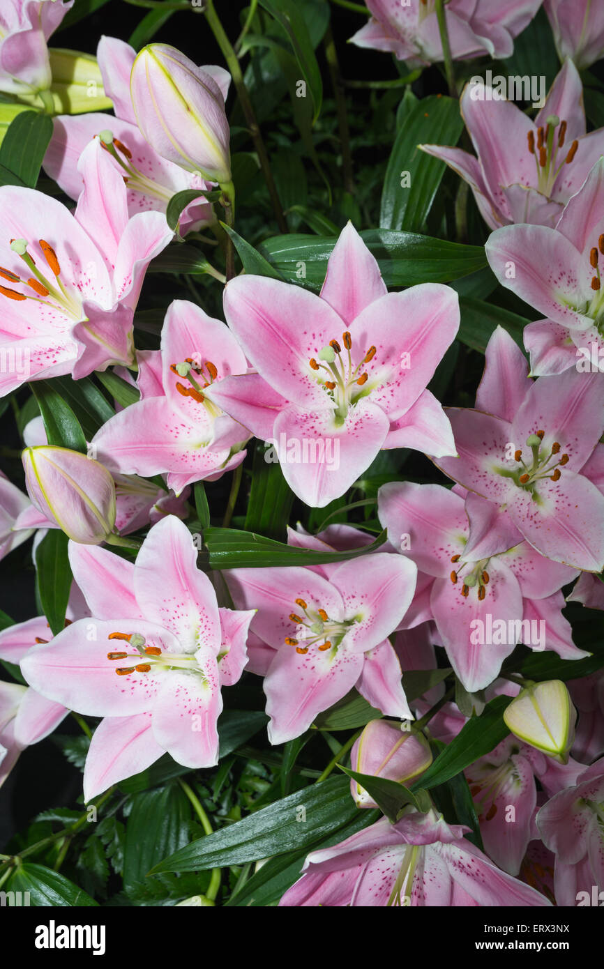 Lilies hi-res stock photography and images - Alamy