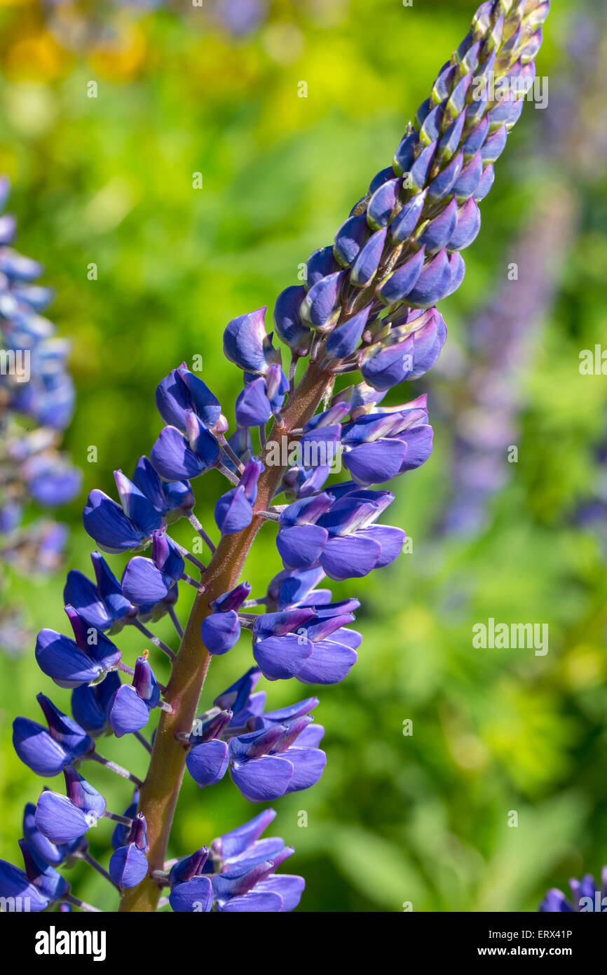 Blue lupin (Lupinus angustifolius); also known as Narrow-leafed lupin ...