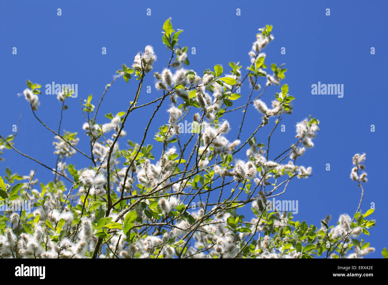 Willow fluff hi-res stock photography and images - Alamy