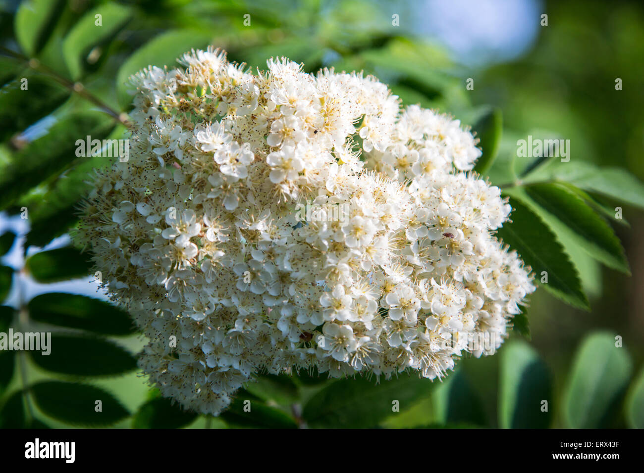 Flower head of European Rowan (Sorbus aucuparia Stock Photo - Alamy