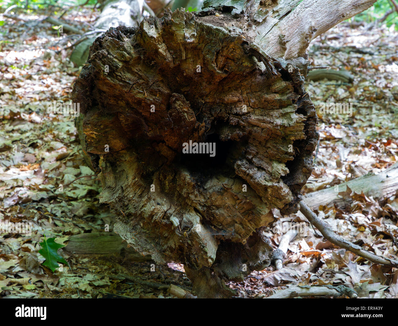 Broken tree hi-res stock photography and images - Alamy