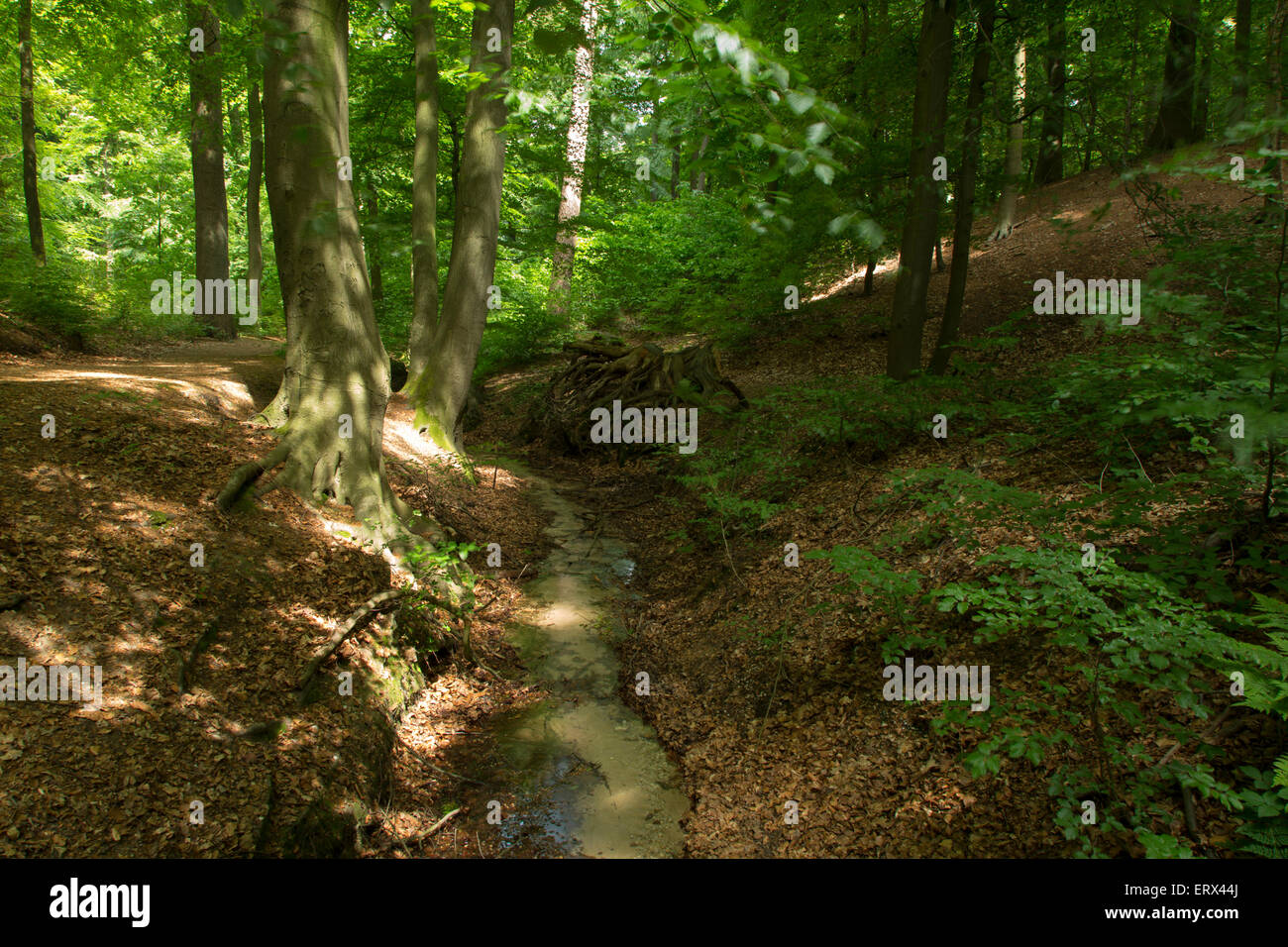 Brook in Dutch forest, Estate Warnsborn, Arnhem, Netherlands Stock ...