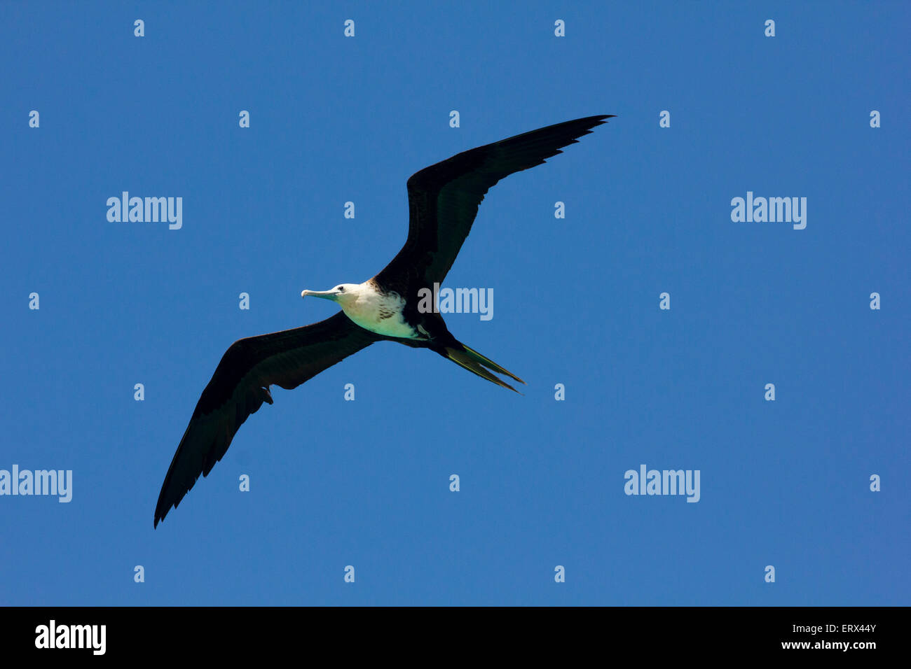 Full Frame Image of a Magnificent Frigate Bird in Flight Against a Blue ...
