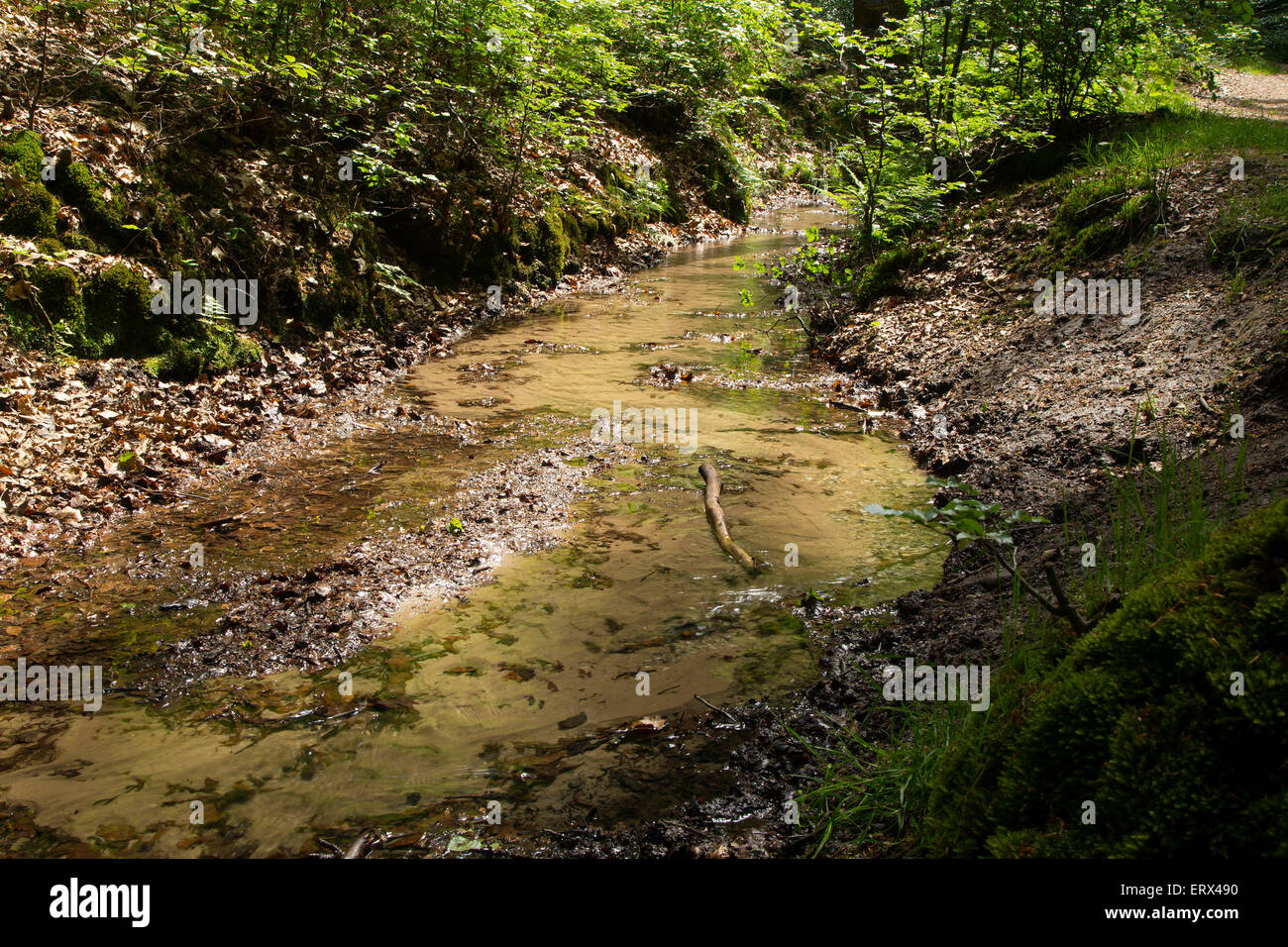 Brook in Dutch forest, Estate Warnsborn, Arnhem, Netherlands Stock ...