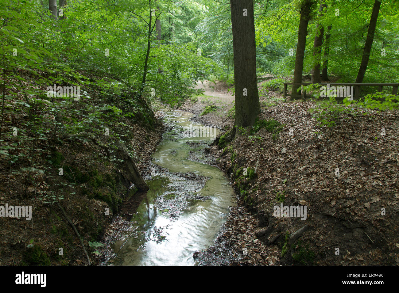 Brook in Dutch forest, Estate Warnsborn, Arnhem, Netherlands Stock ...