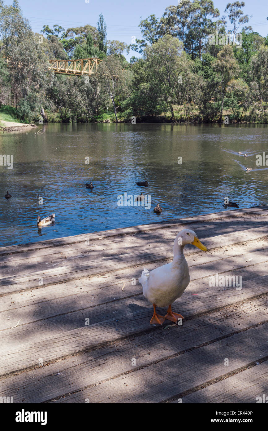 White duck at Fairfield Boathouse, Fairfield, Melbourne, Victoria ...