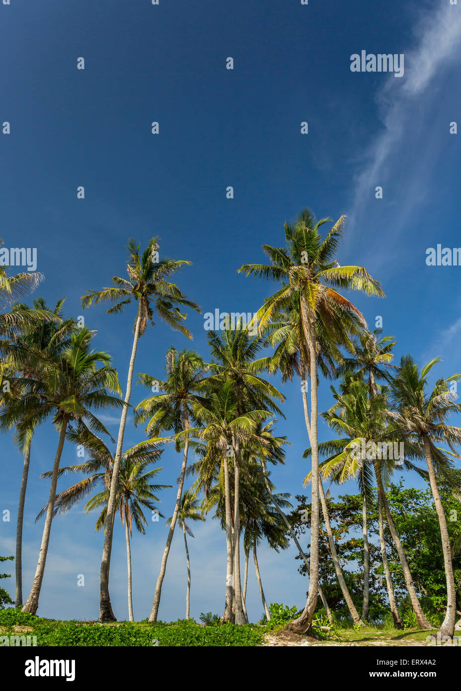 Coconut Tree at Island Stock Photo - Alamy