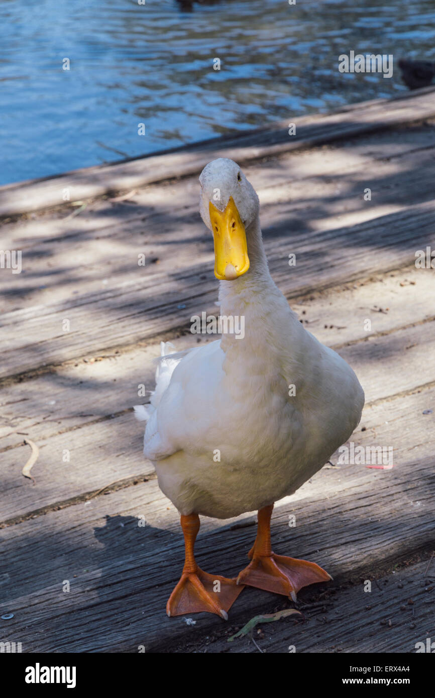 Melbourne Birdlife High Resolution Stock Photography and Images - Alamy