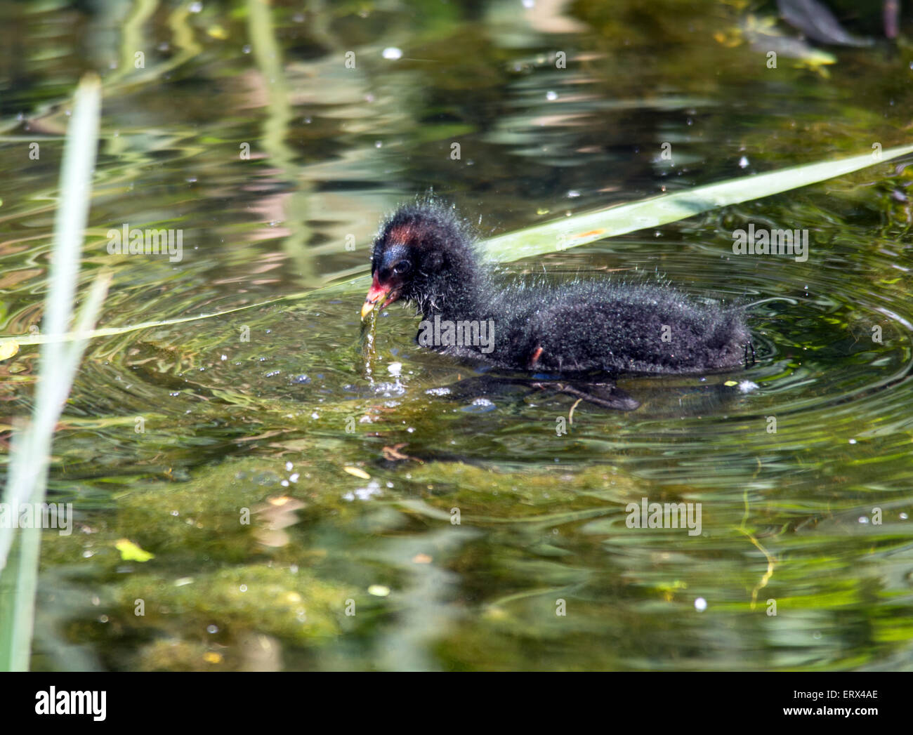 Moorhen and chick hi-res stock photography and images - Alamy