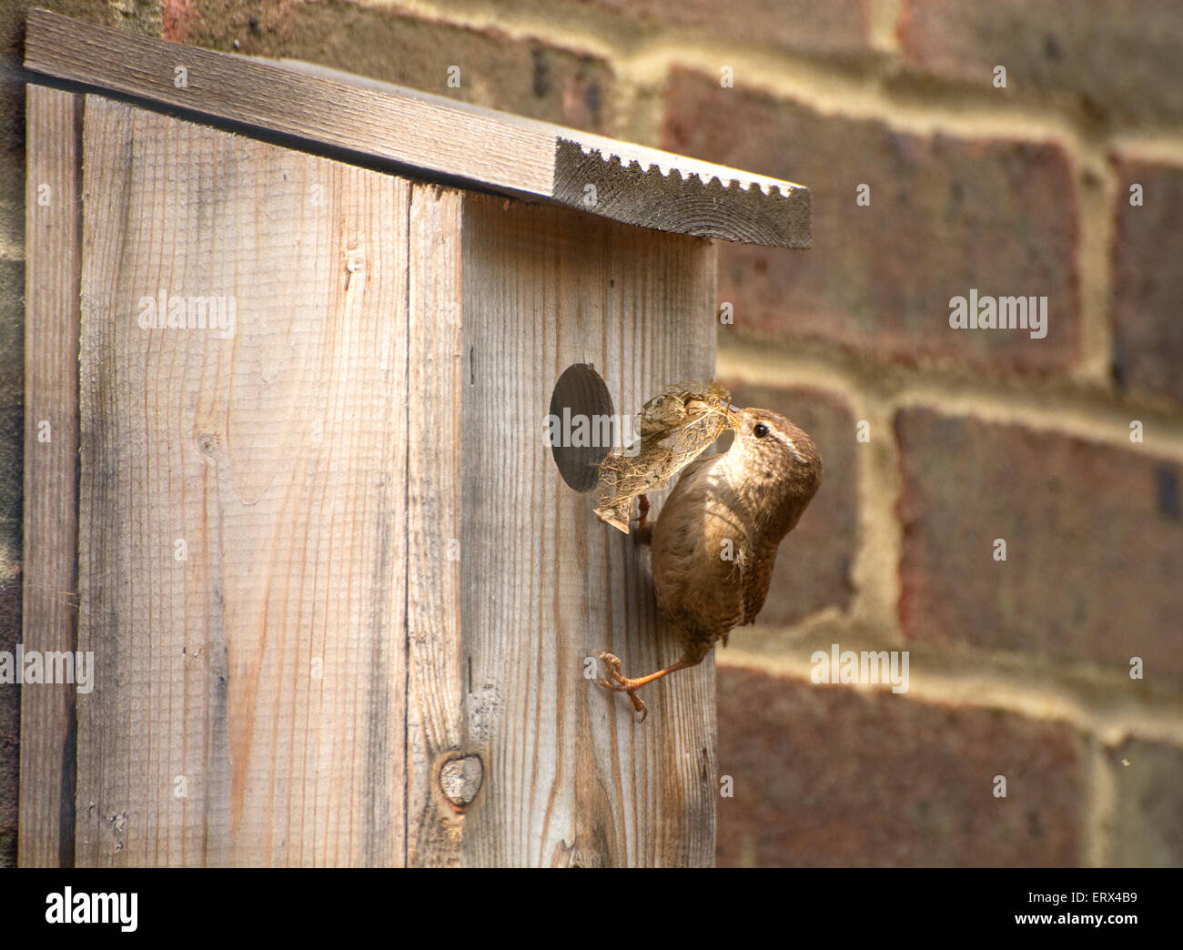Wren (Troglodyte troglodytes) bringing nesting material to a nest box ...