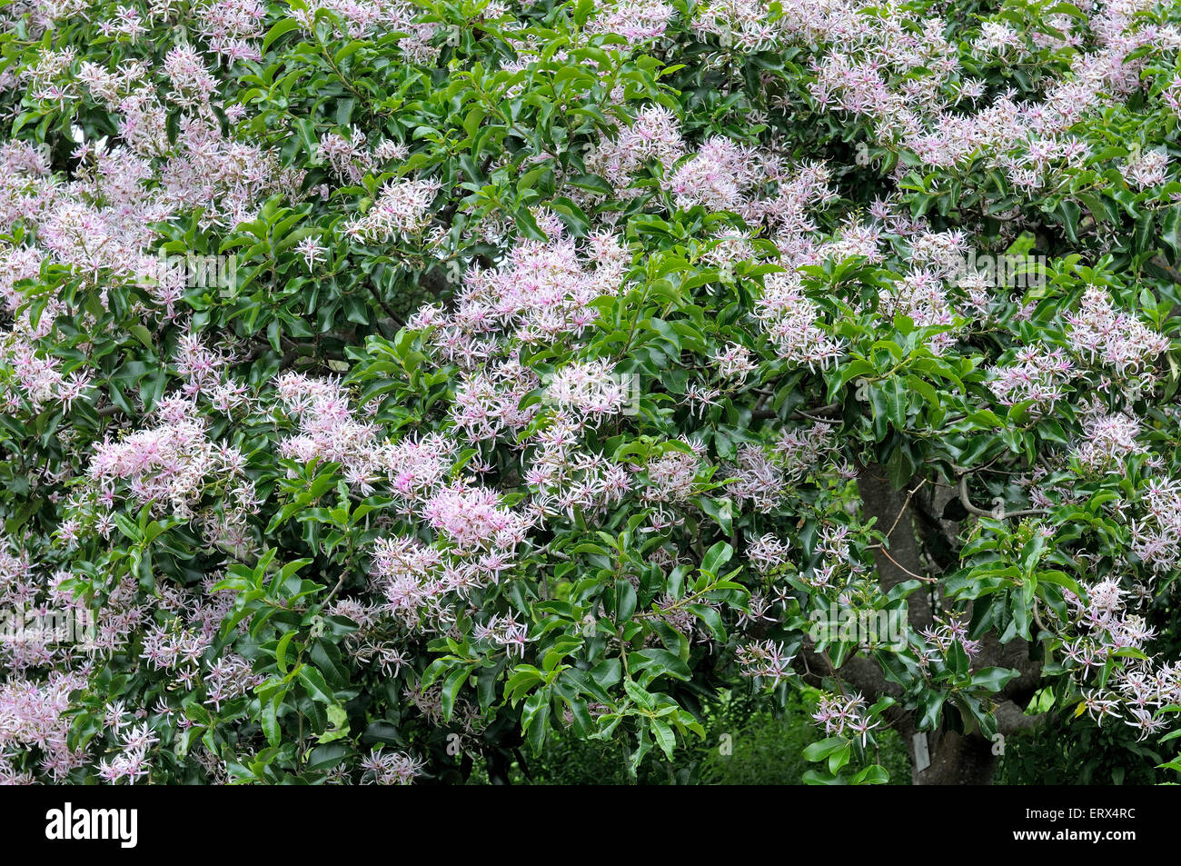 Cape Chestnut, Calodendrum capense, is a large African tree up to 20 ...