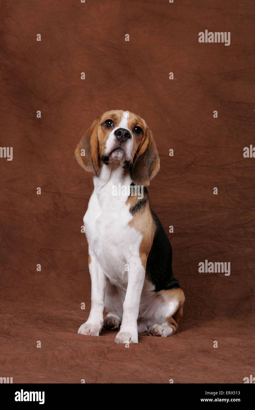 Bg beagle hi-res stock photography and images - Alamy