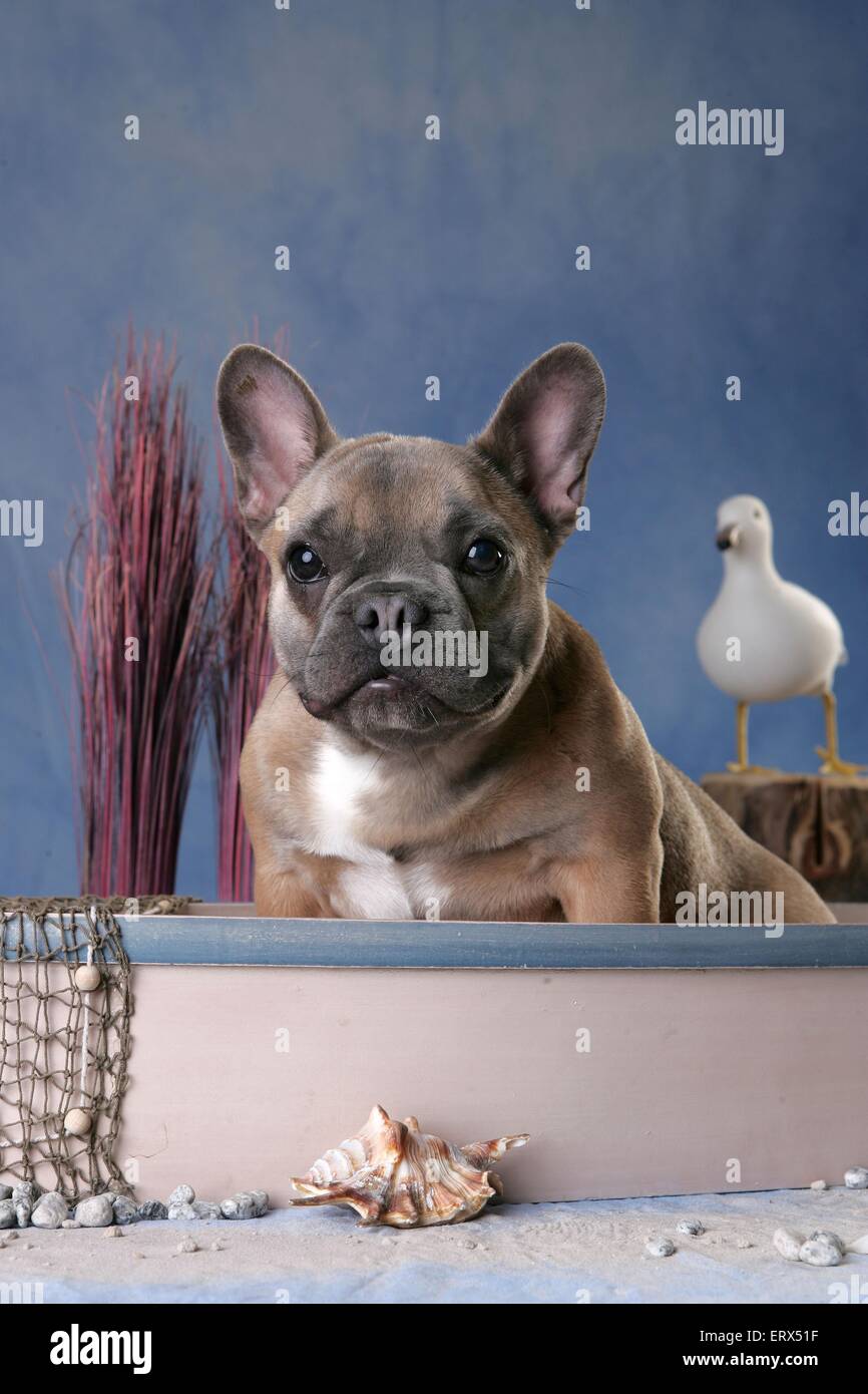 French Bulldog at boat Stock Photo - Alamy