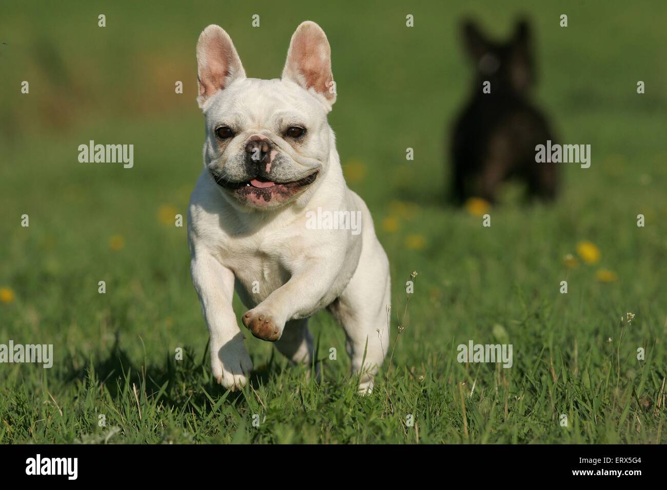 running French Bulldog Stock Photo - Alamy
