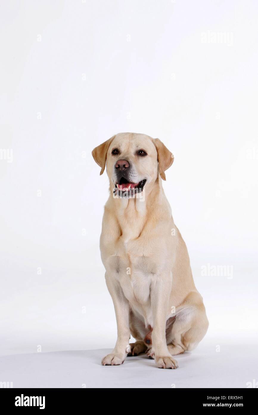 blonde Labrador Retriever Stock Photo - Alamy