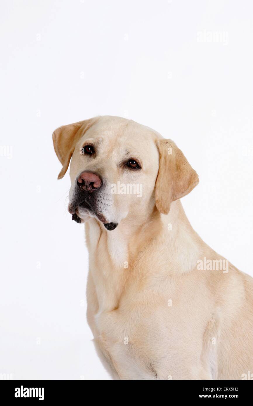 blonde Labrador Retriever Stock Photo - Alamy