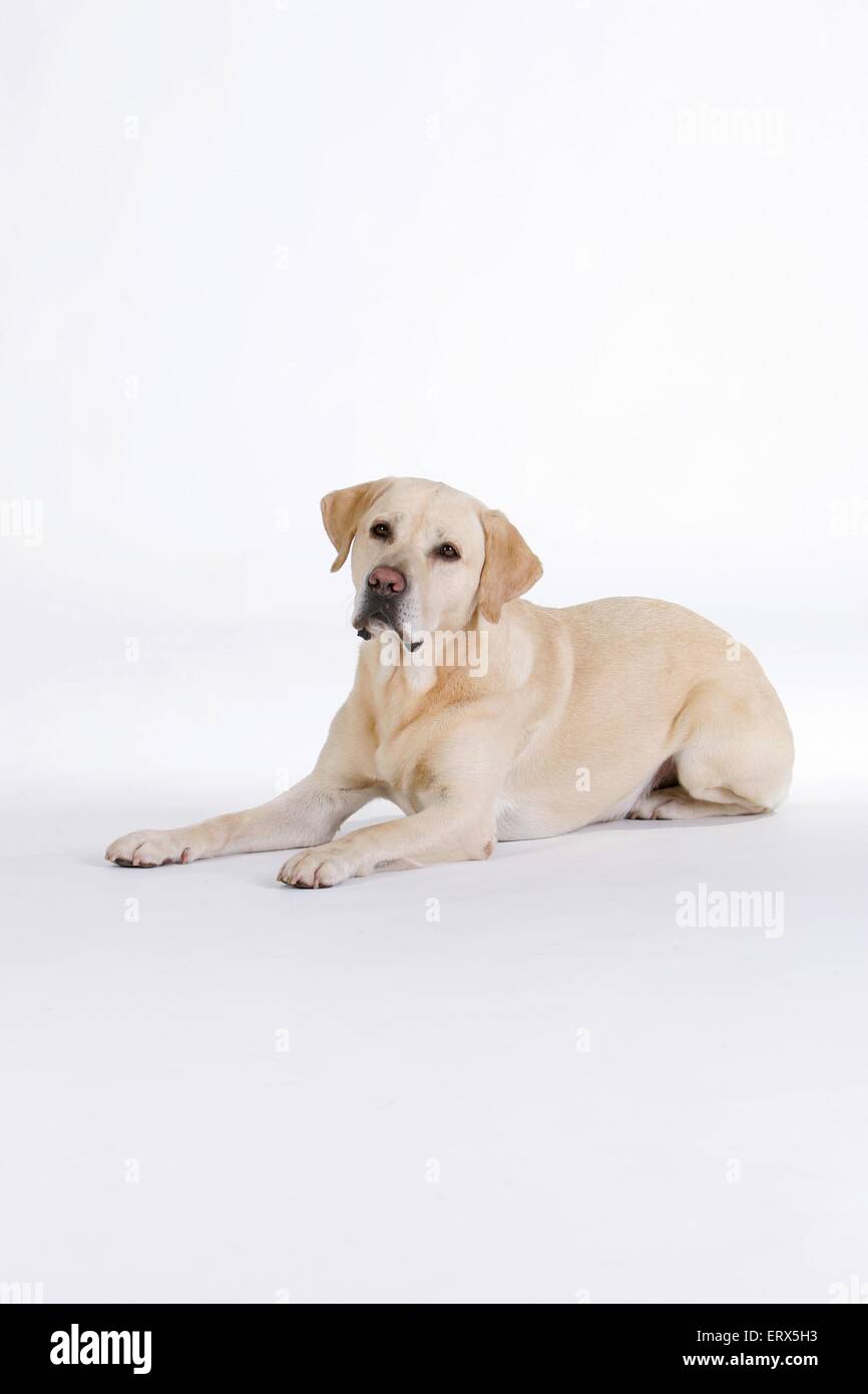 blonde Labrador Retriever Stock Photo - Alamy