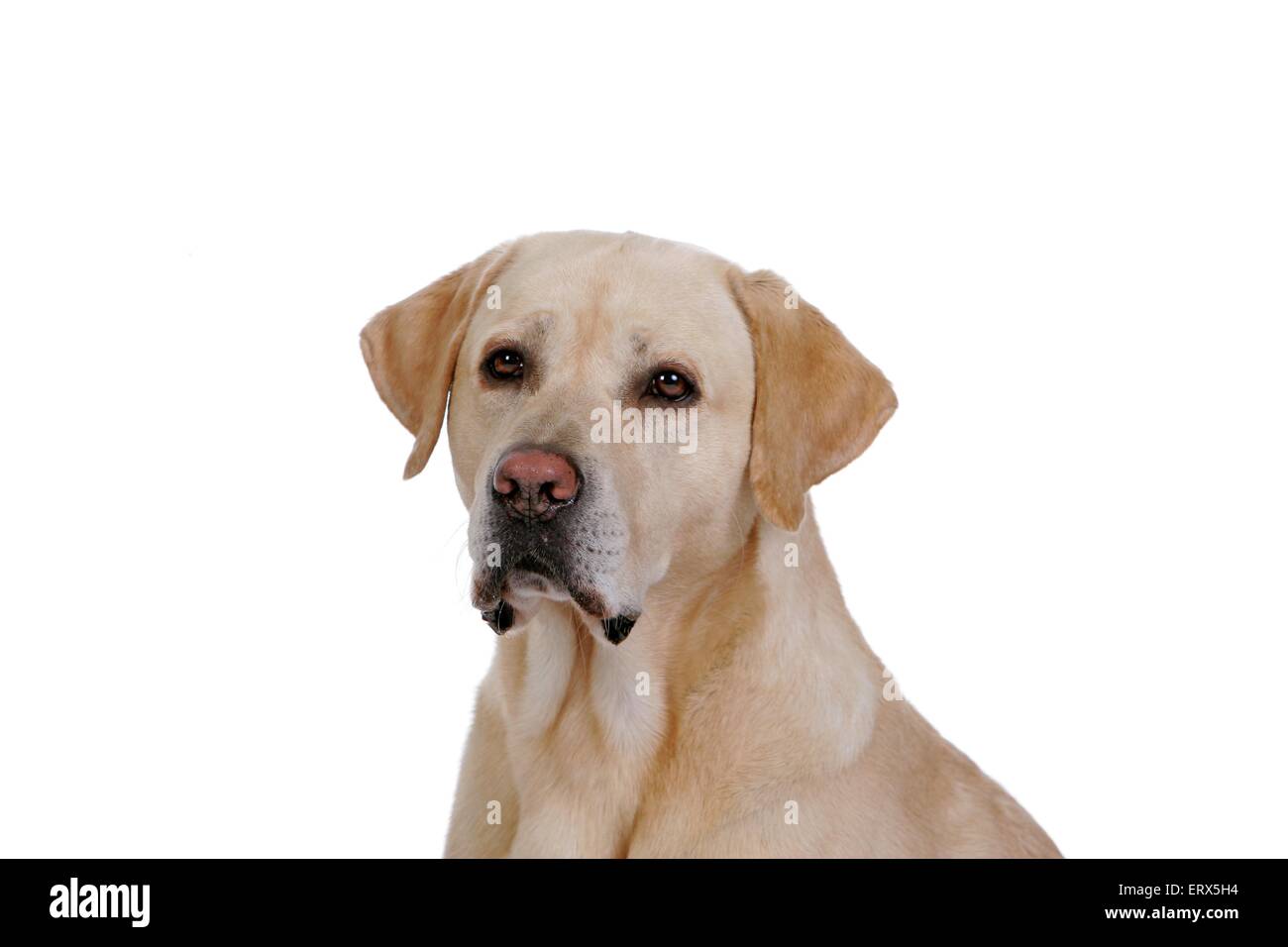 blonde Labrador Retriever Stock Photo - Alamy
