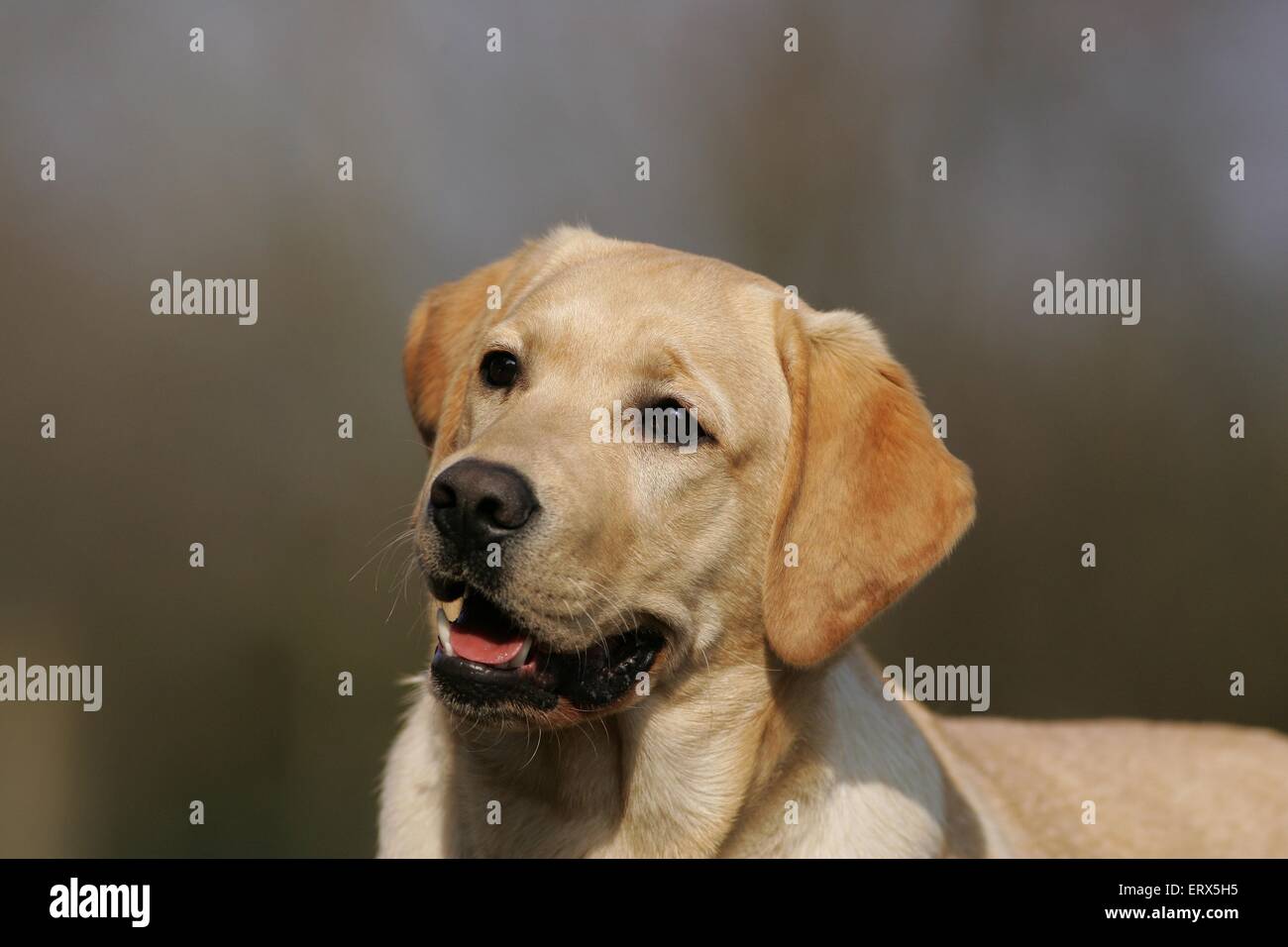 Labrador Retriever Portrait Stock Photo - Alamy