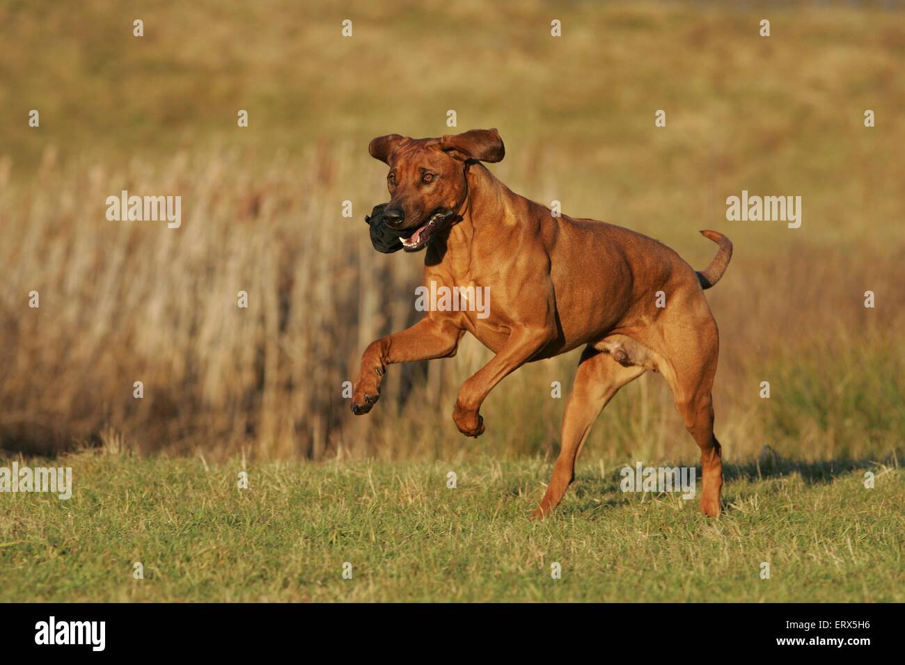 Rhodesian Ridgeback on meadow Stock Photo - Alamy
