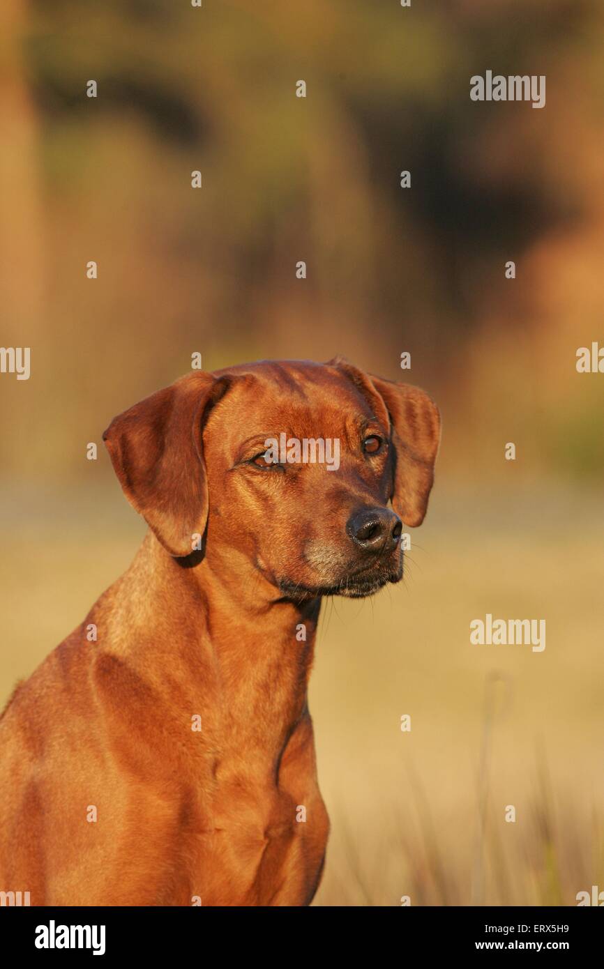 Rhodesian Ridgeback Portrait Stock Photo - Alamy