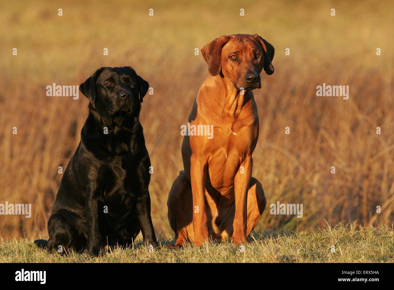 Rhodesian Ridgeback on meadow Stock Photo - Alamy